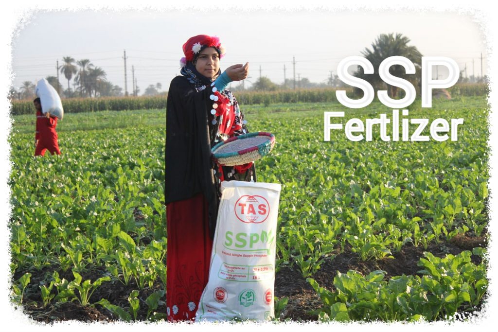 Single super phosphate SSP export Egyptian Fertlizer Company